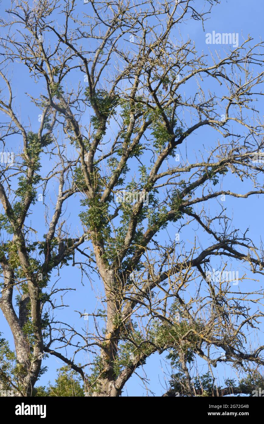 Ash (Fraxinus excelsior) tree suffering from ash dieback. Ash dieback ... Ash (Fraxinus excelsior) tree suffering from ash dieback. Ash dieback ...