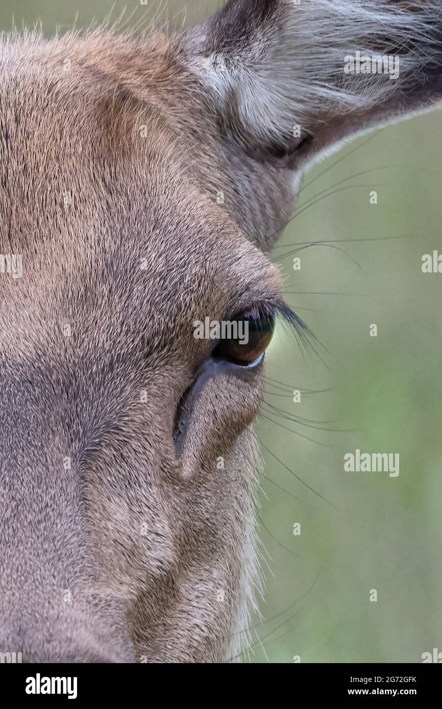 Eye lashes extensions hi-res stock photography and images - Alamy