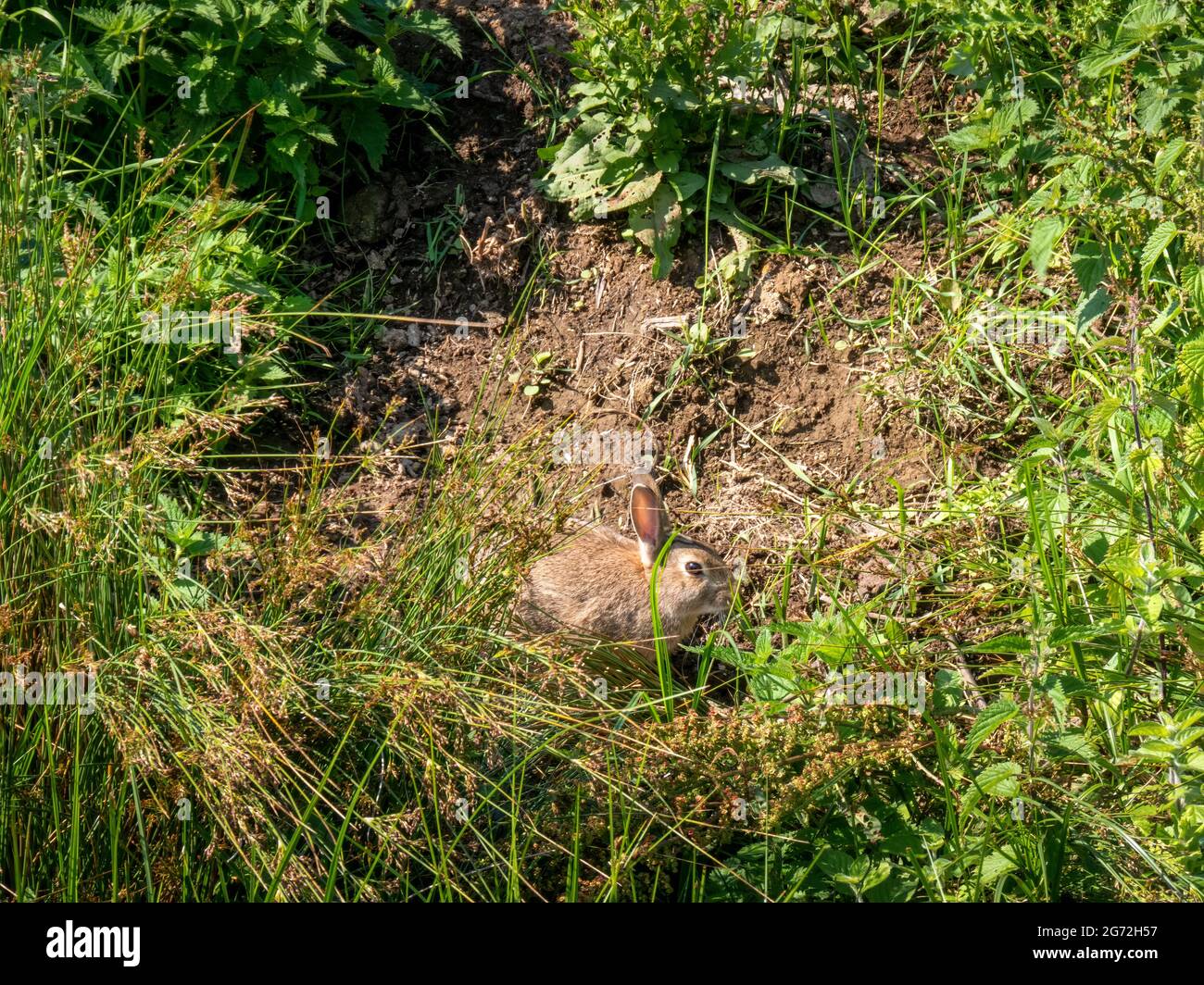 Wild brown bunny rabbit. Braunton Burrows, Devon, UK Stock Photo - Alamy