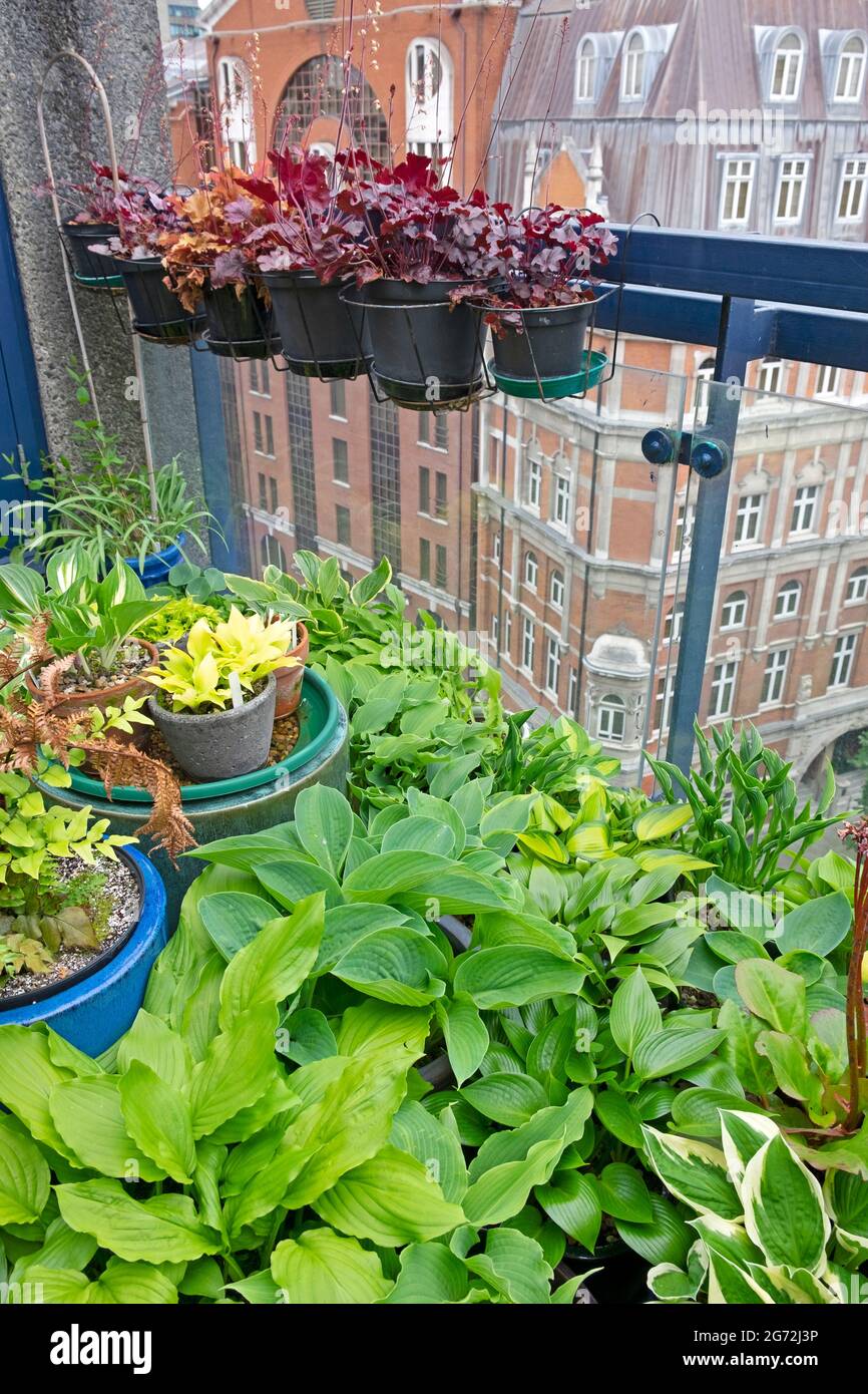 Balcony plants uk hi-res stock photography and images - Alamy