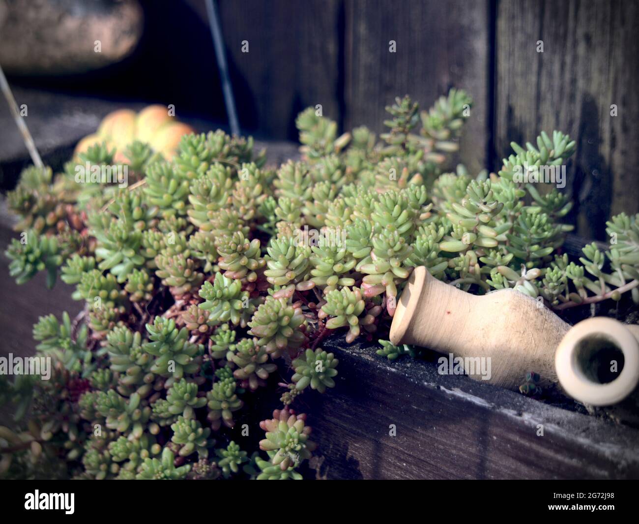 Closeup shot of a pigmyweed plant with tiny green leaves Stock Photo ...
