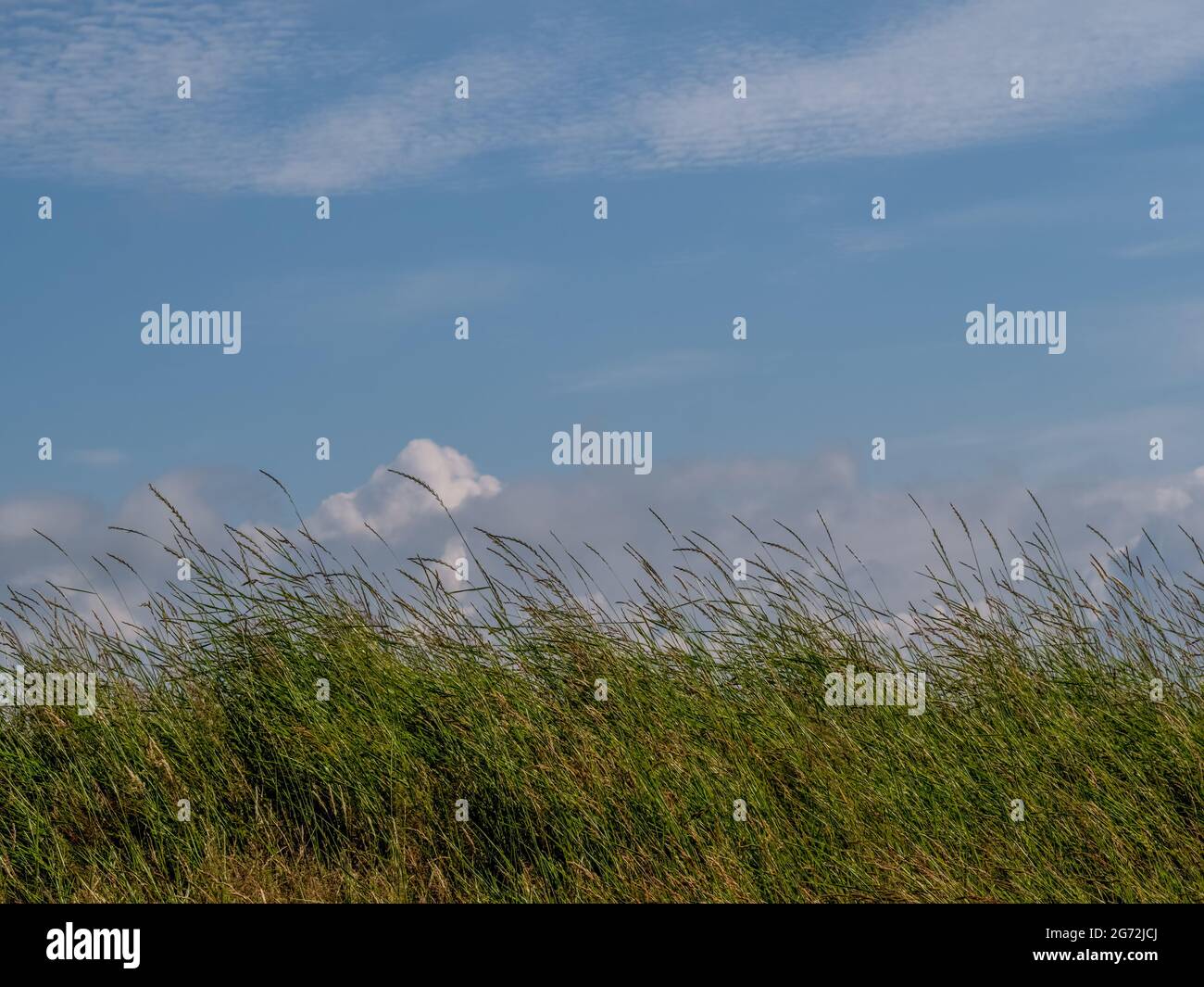 Grass, blowing in the wind, blue sky and clouds behind. Nature ...