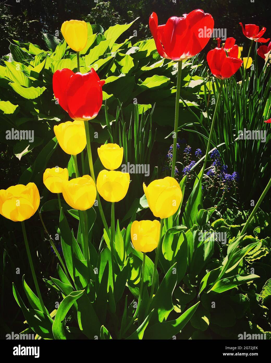 Redflowers hi-res stock photography and images - Alamy
