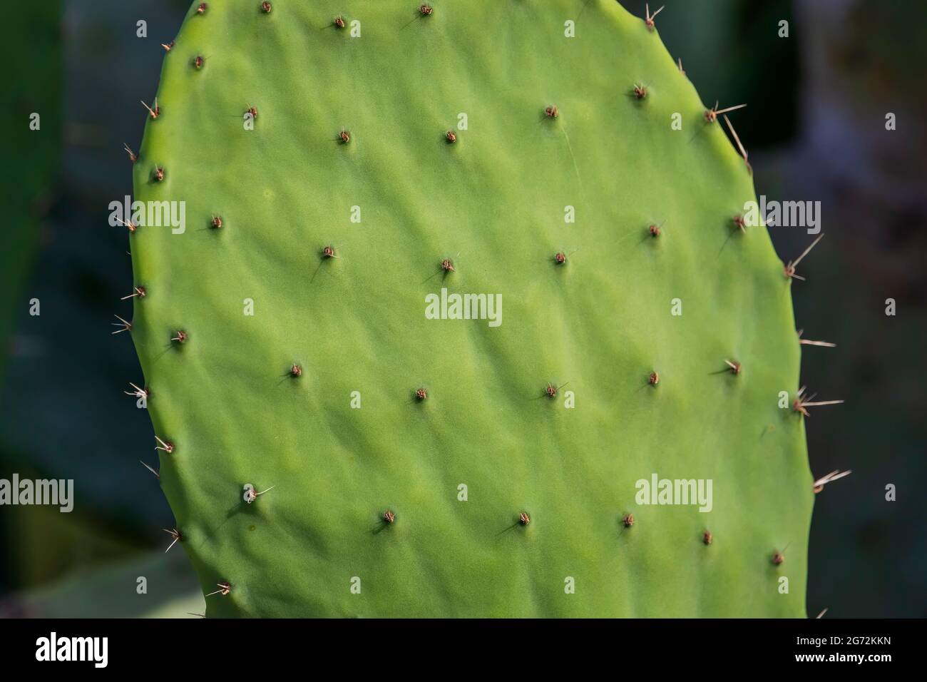 Texture of green cactus close up Stock Photo - Alamy