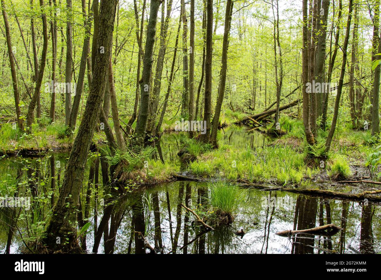 Trees in water hi-res stock photography and images - Alamy