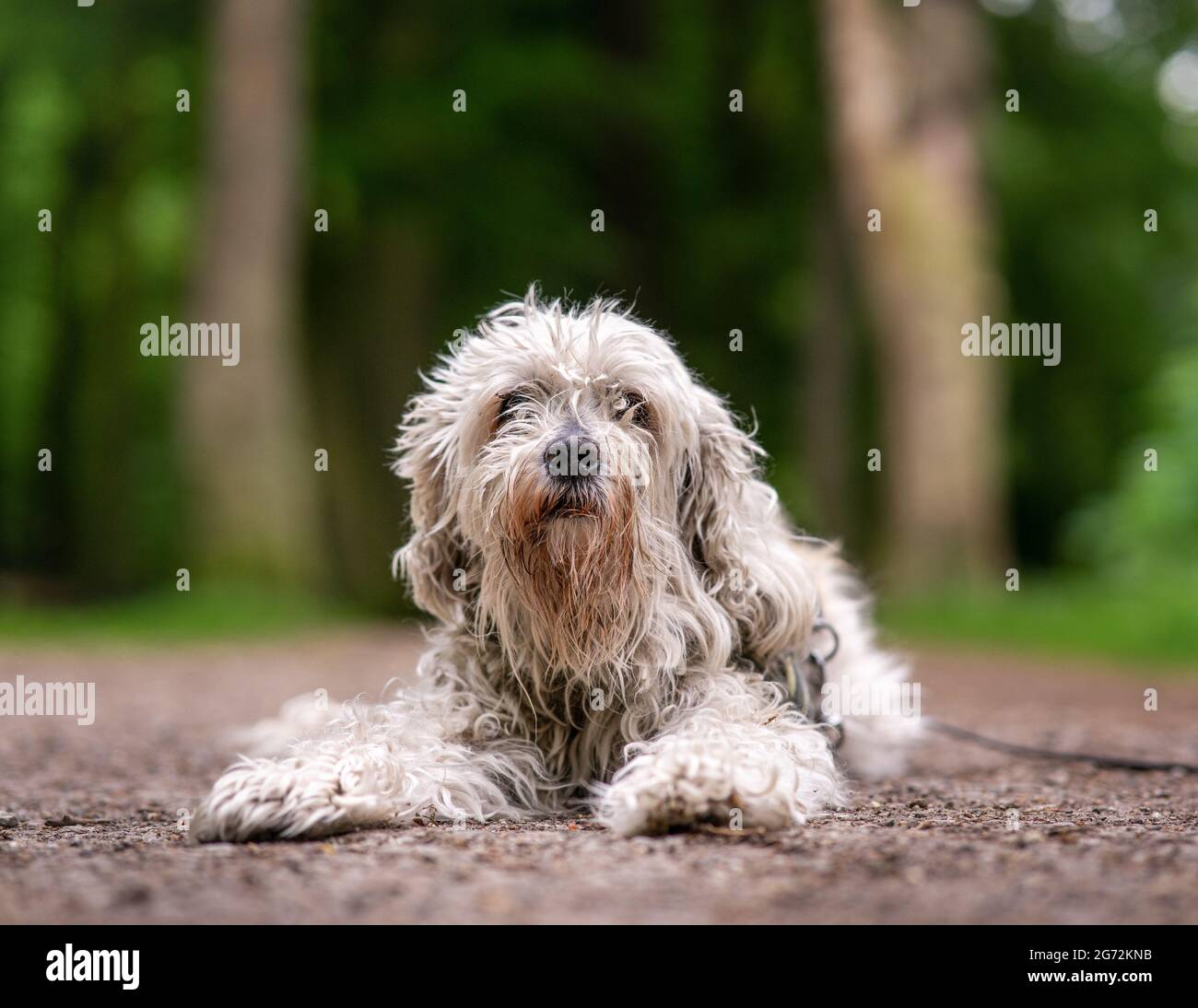 Old homeless dog sitting on the street Stock Photo - Alamy