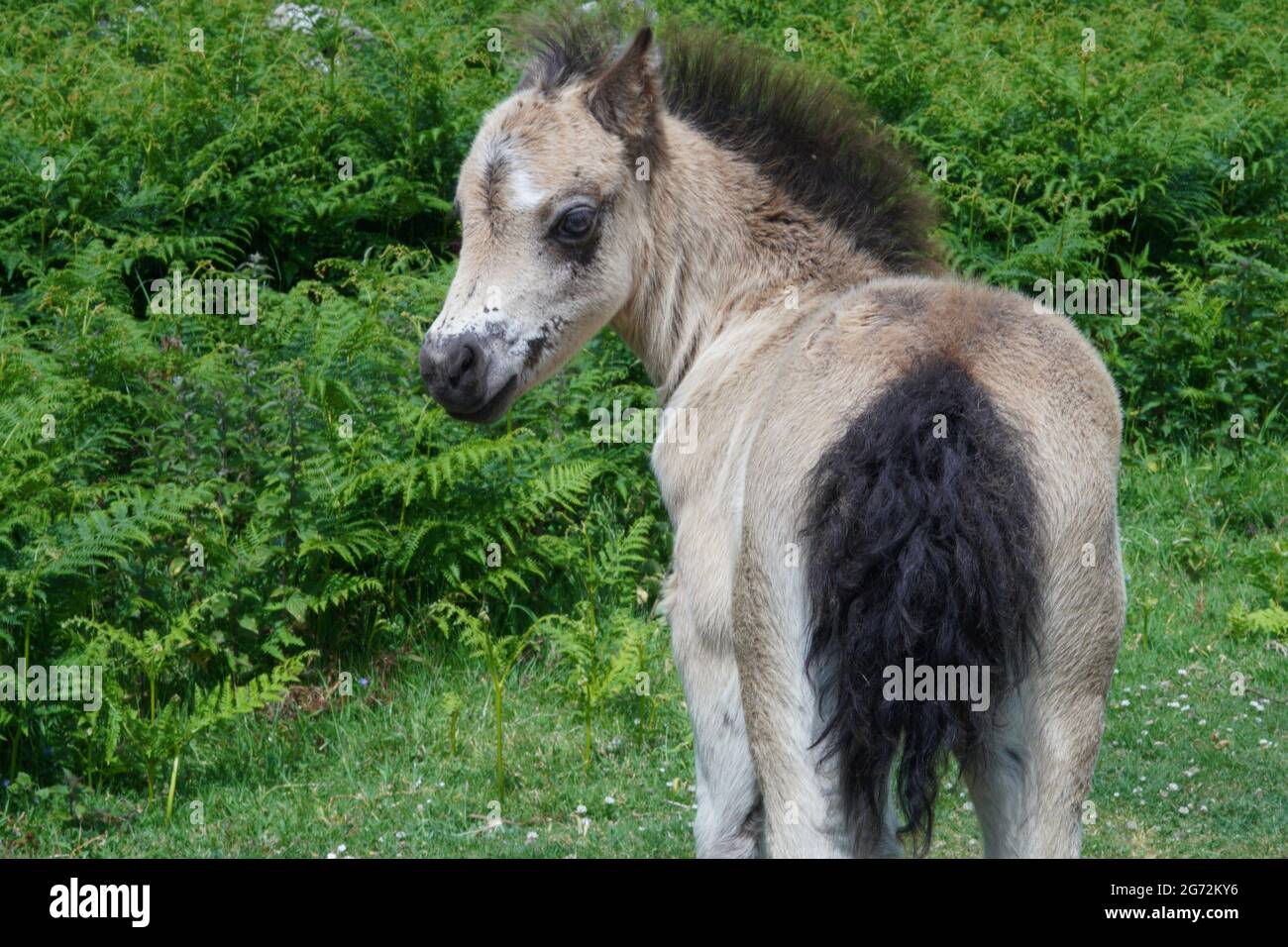 Ponies and horses roam the moorland of the Gower Peninsula in South ...