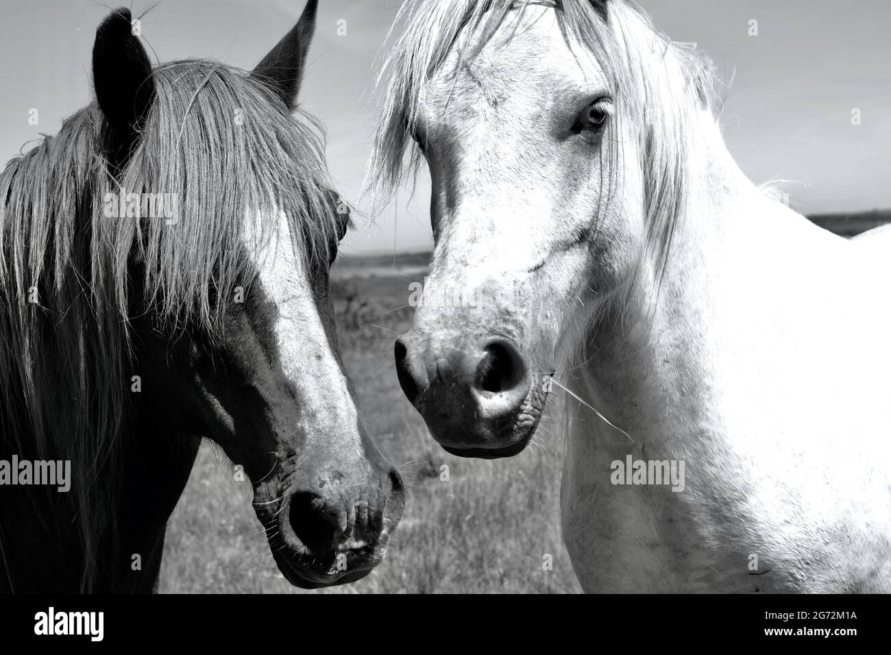 Ponies and horses roam the moorland of the Gower Peninsula in South ...
