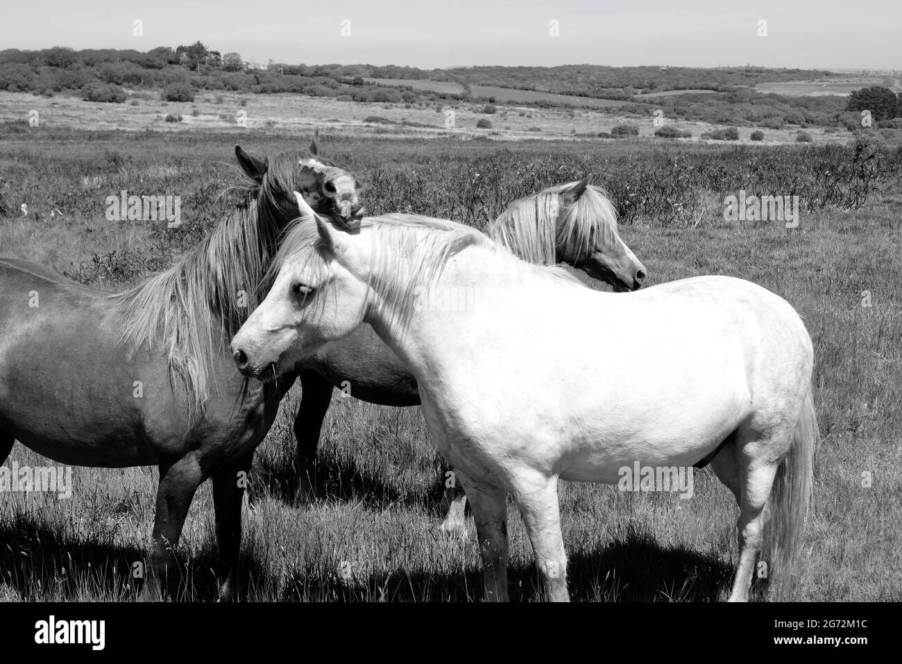 Ponies and horses roam the moorland of the Gower Peninsula in South ...
