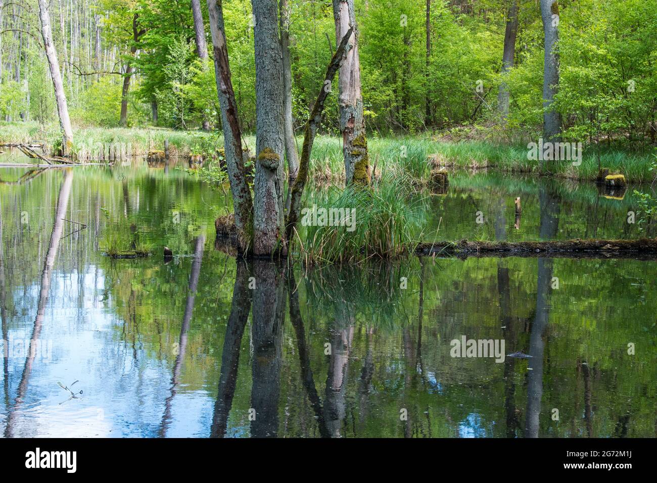 Leafs in water hi-res stock photography and images - Alamy