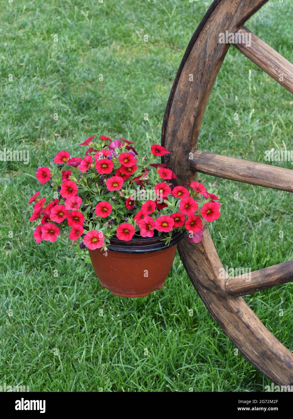 Flower pot with red flowers hanging on the old wooden wheel. Vertical ...