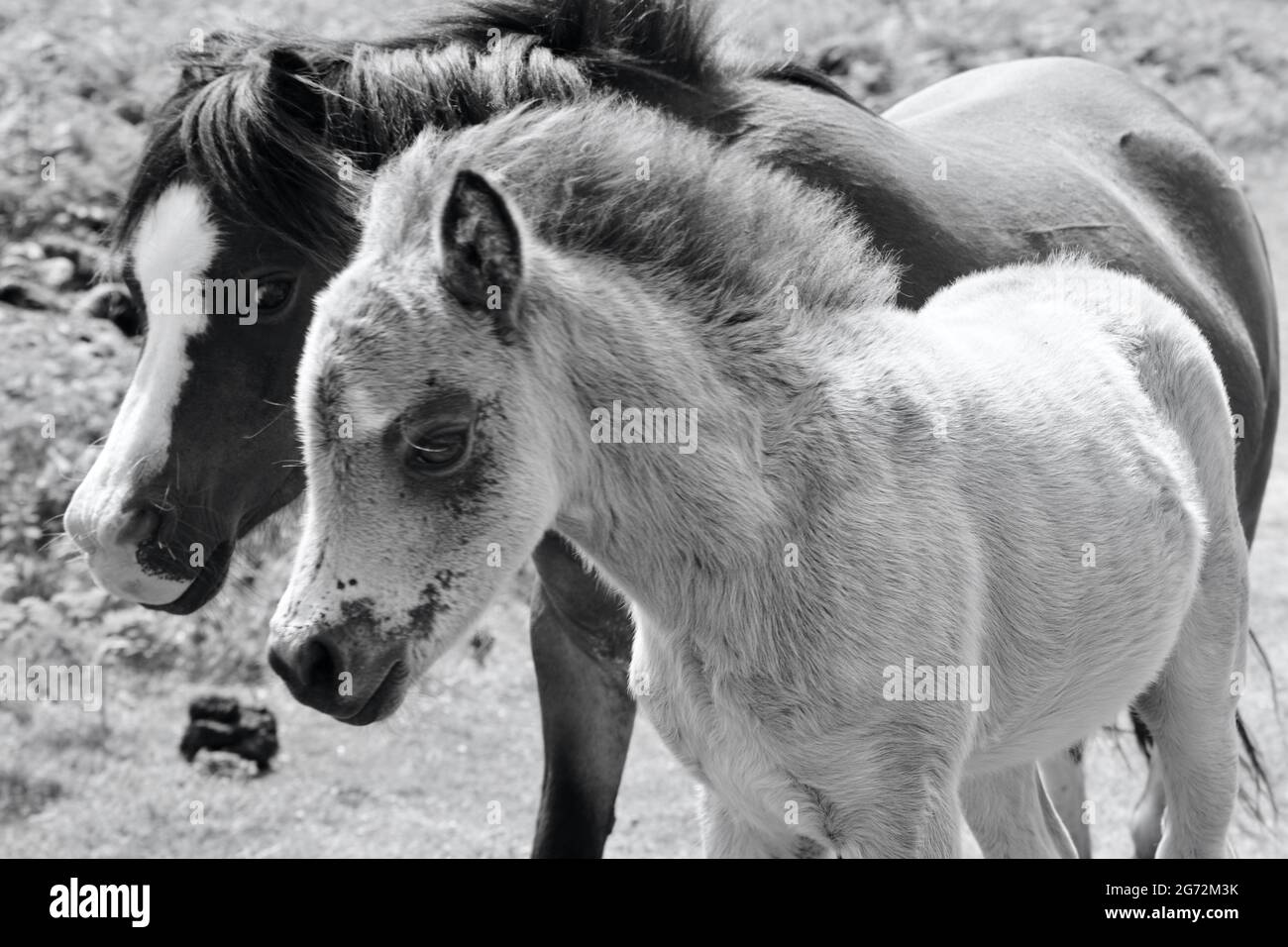 Ponies and horses roam the moorland of the Gower Peninsula in South ...