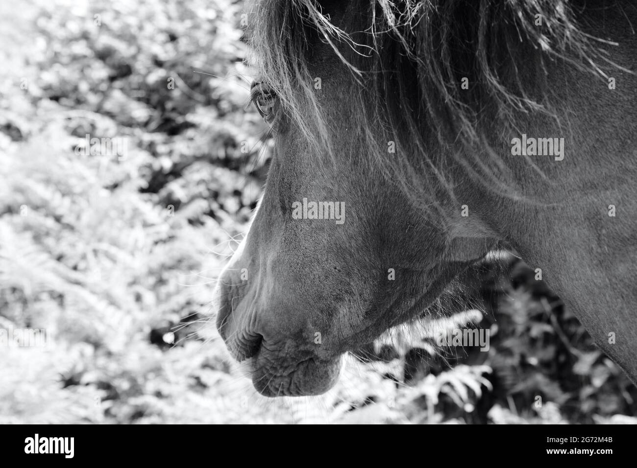 Ponies and horses roam the moorland of the Gower Peninsula in South ...