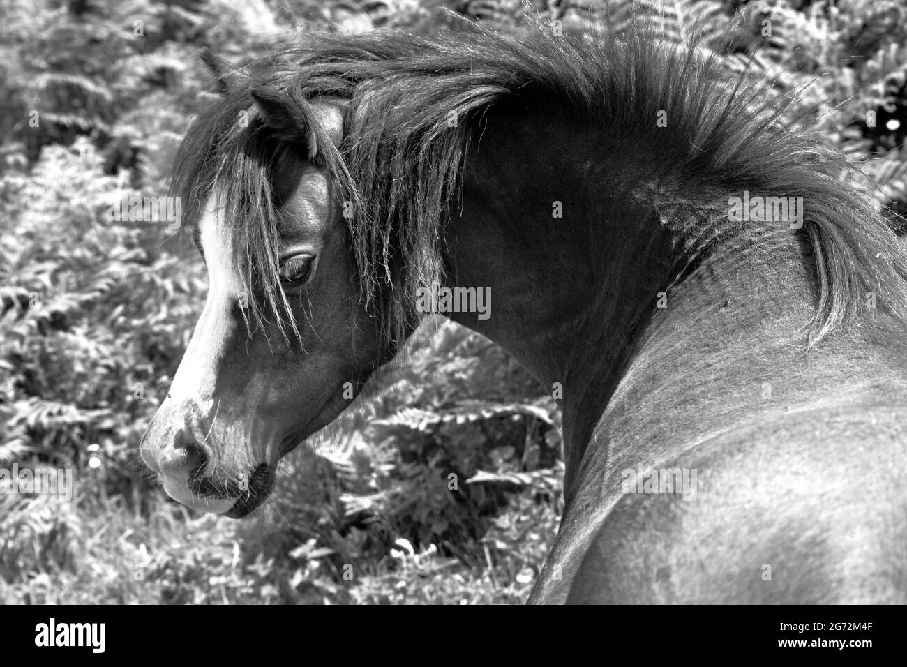 Ponies and horses roam the moorland of the Gower Peninsula in South ...