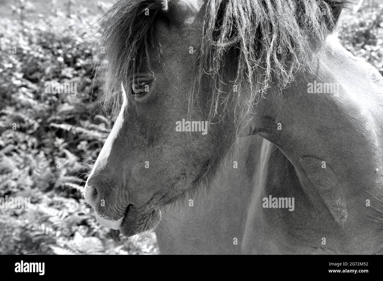 Ponies and horses roam the moorland of the Gower Peninsula in South ...