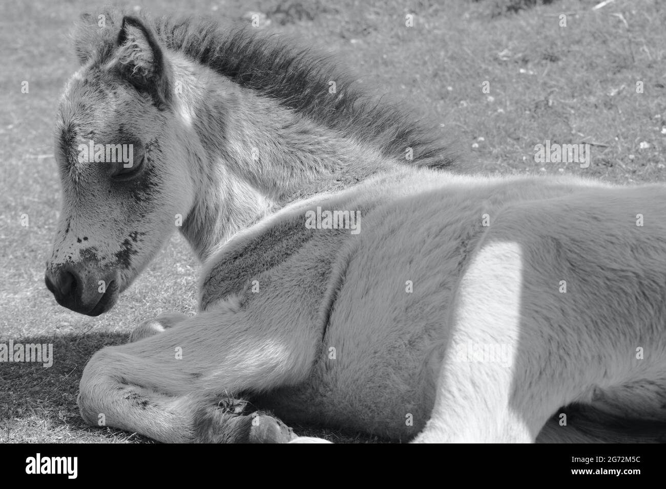 Ponies and horses roam the moorland of the Gower Peninsula in South ...