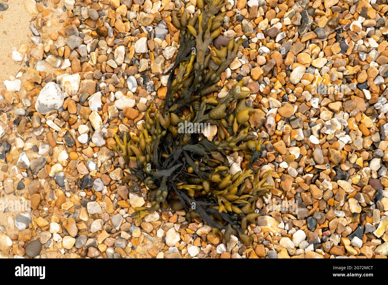 Fresh wet sea weed on a shingle beach Stock Photo - Alamy