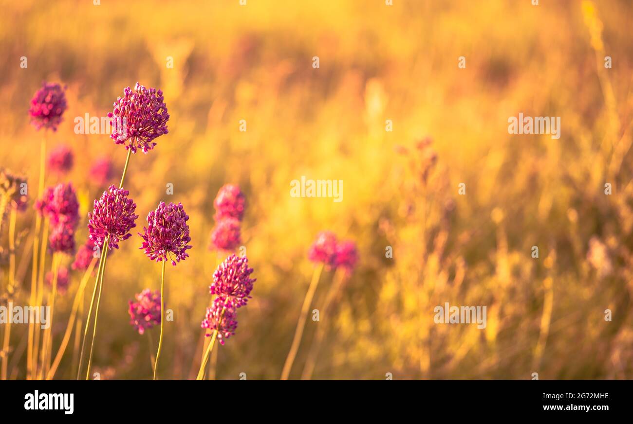 Bright colors of an autumn meadow with thickets of wild pink garlic in ...