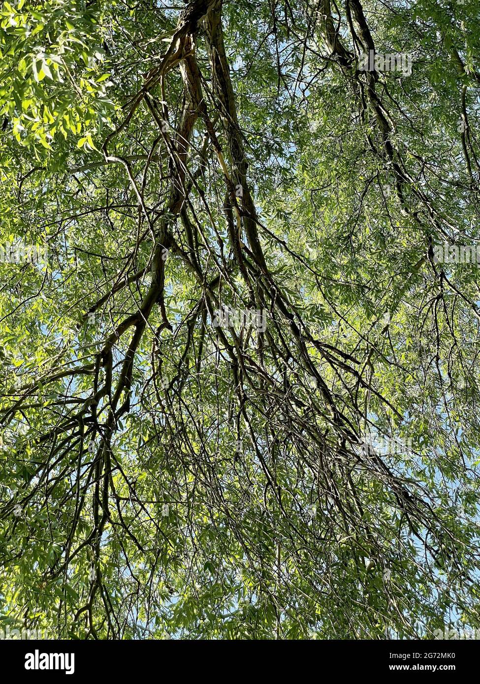 Low angle shot of high tree branches with a lot of leaves under a ...
