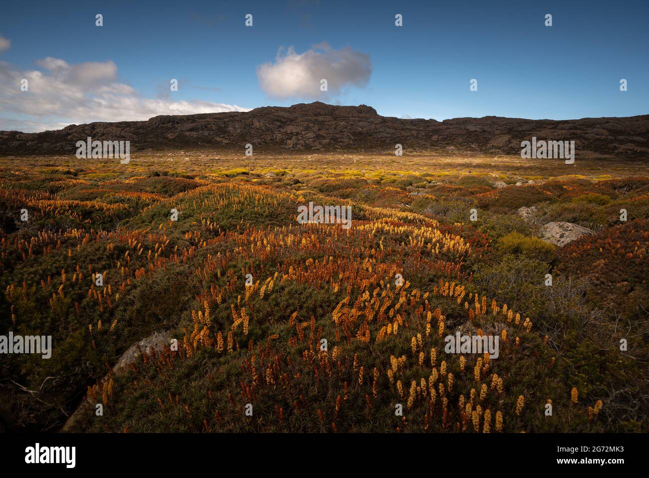 Scoparia flowering tasmania hi-res stock photography and images - Alamy