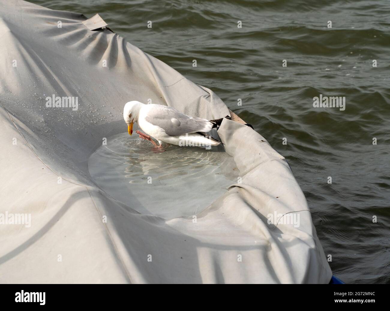 Seagull bathing in pool of rain water Stock Photo - Alamy