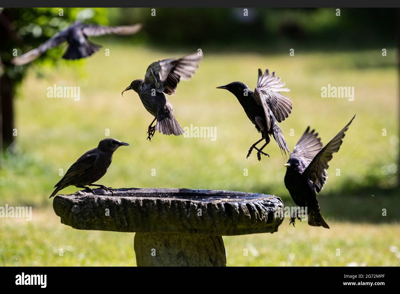 Juvenile Starlings Sturnus vulgaris flying above a water filled garden ...