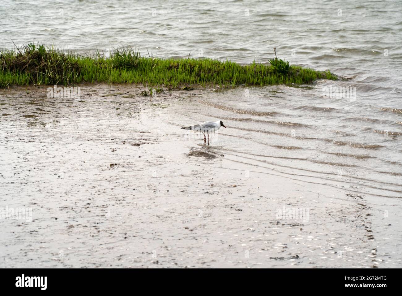 Solitary sea bird on a mud flat Stock Photo - Alamy