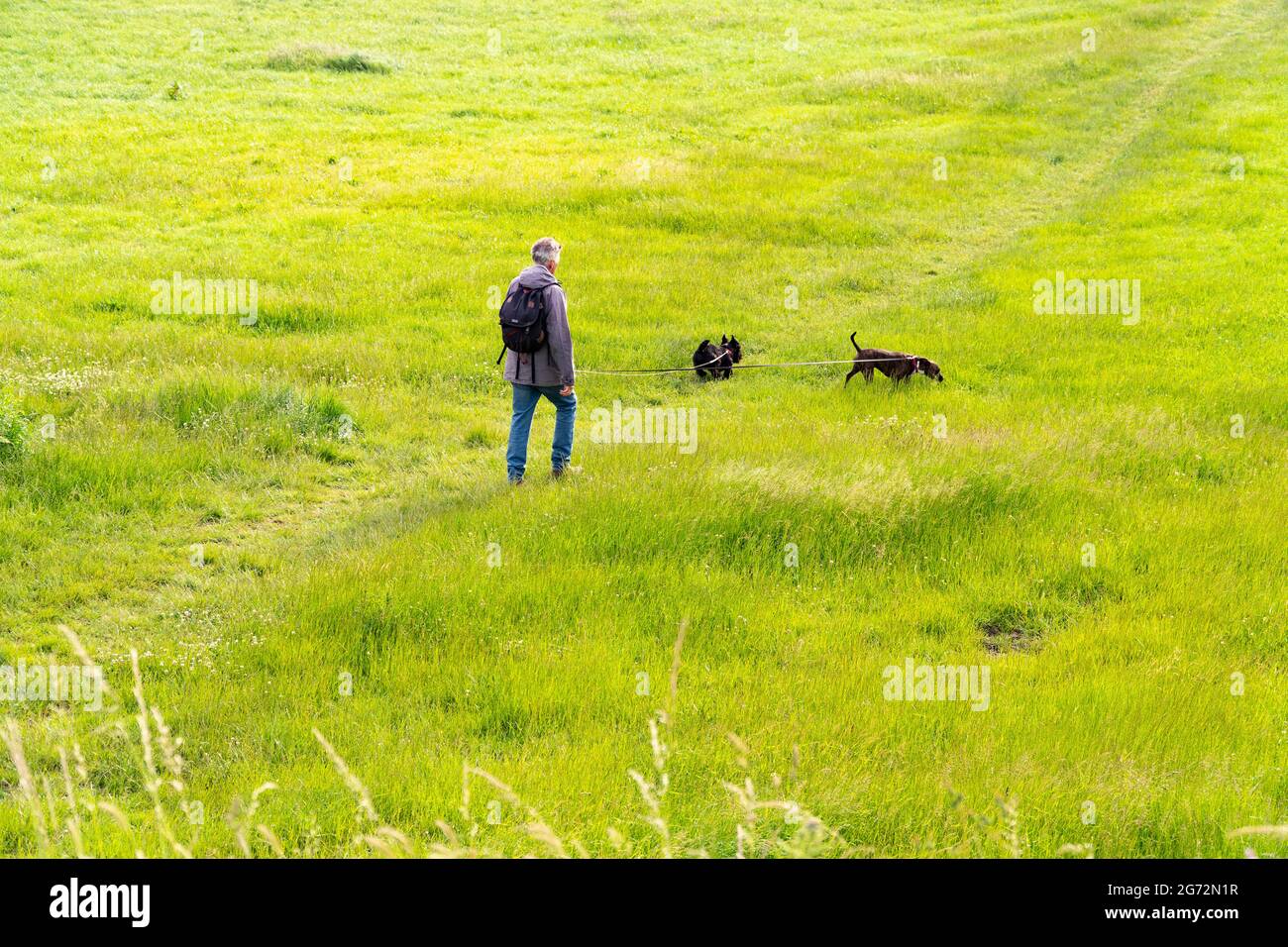 Man walking two dogs in a field Stock Photo - Alamy