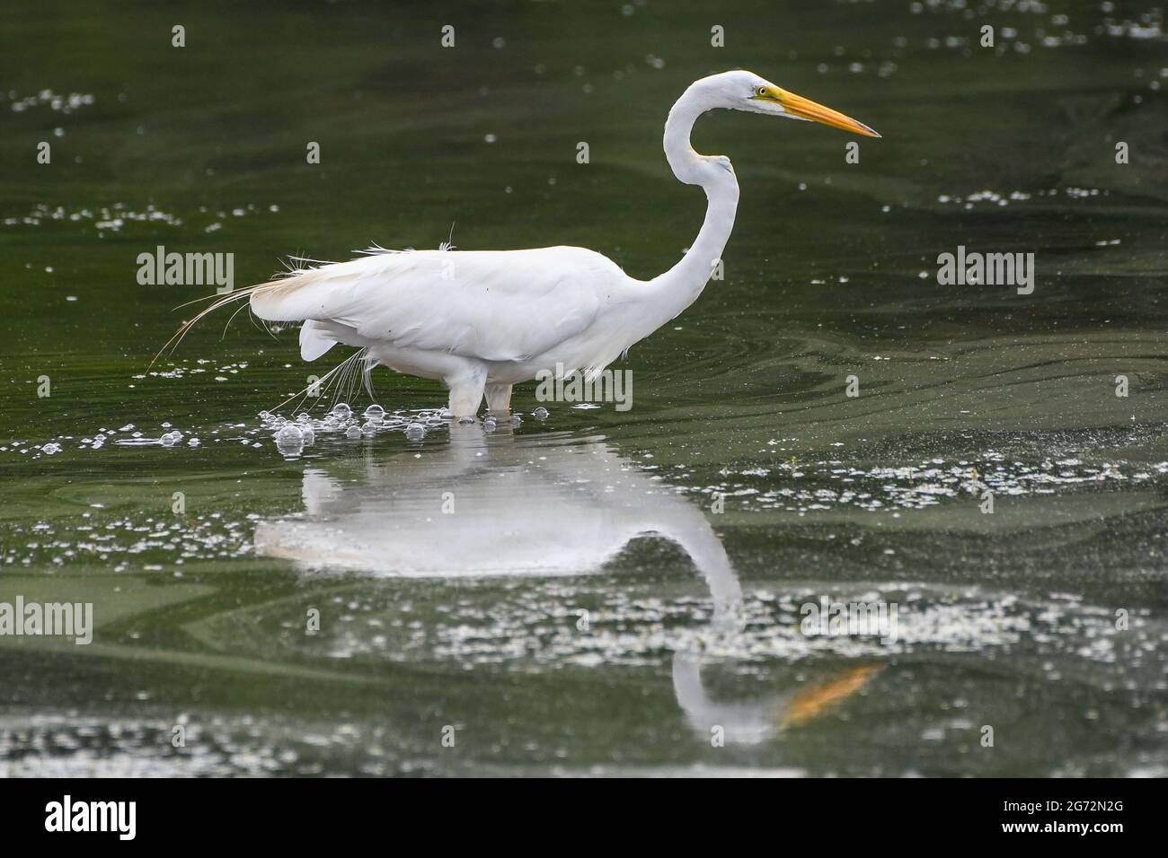 Great White Egret - Ardea alba or Ardea alba egretta - common egret ...