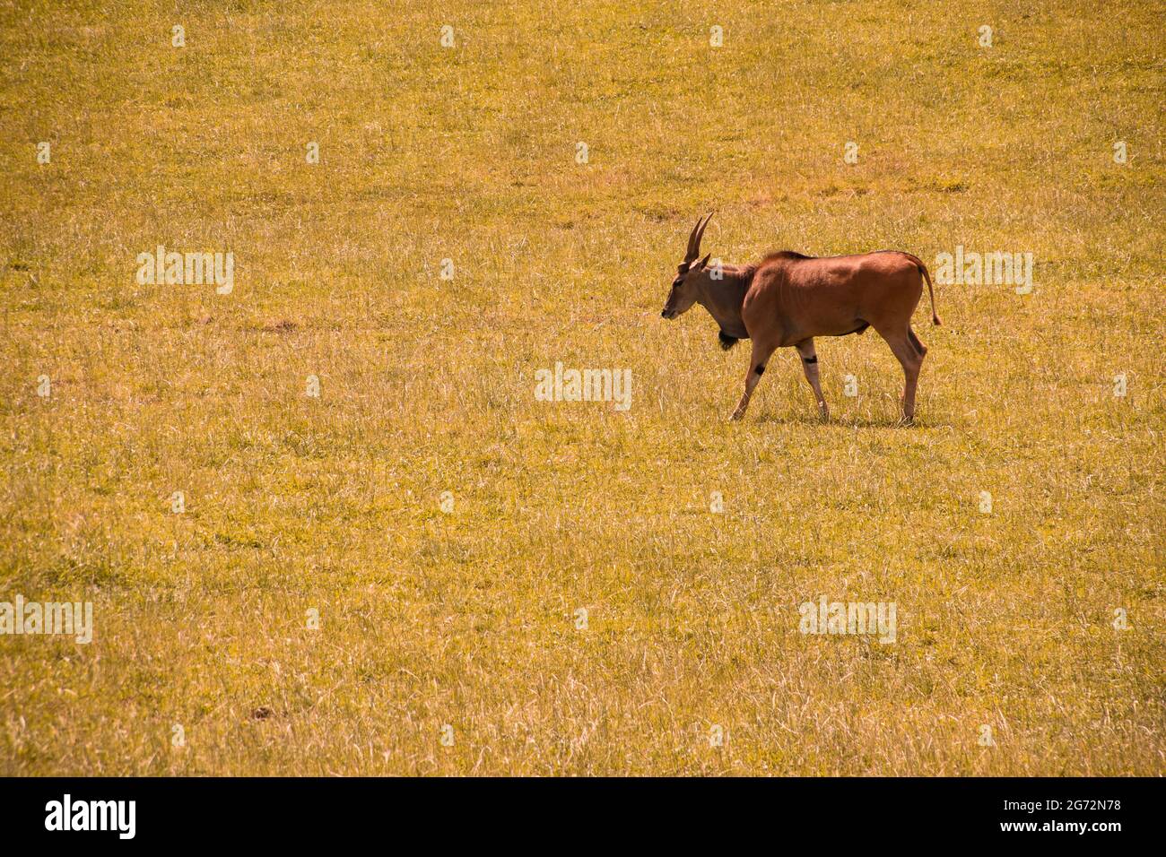 Antelope walks across the field. Lonely antelope in the meadow Stock ...