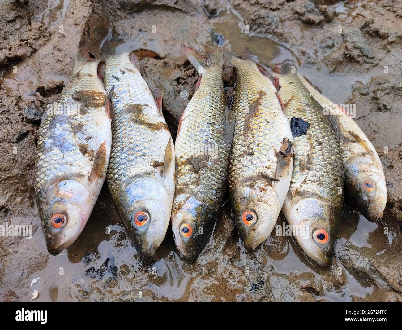 Closeup shot of freshly caught fishes on the mud Stock Photo - Alamy