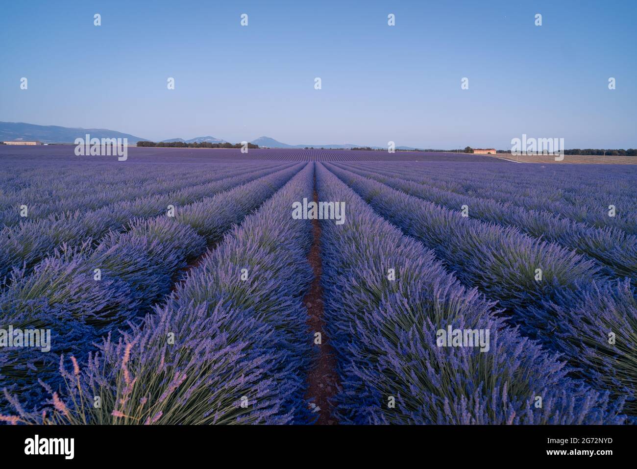 Lavender rows under clear sky hi-res stock photography and images - Alamy