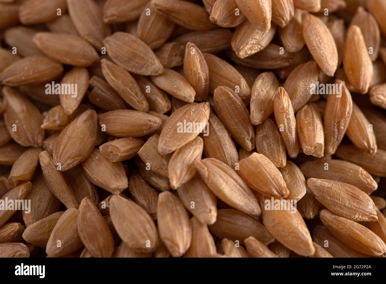 Einkorn hi-res stock photography and images - Alamy