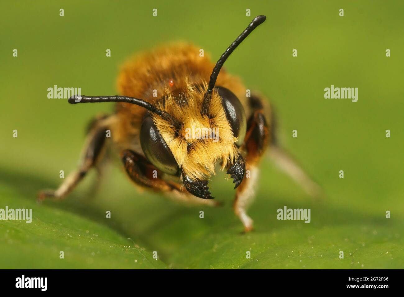 Leafcutter Bee And Flying High Resolution Stock Photography and Images ...