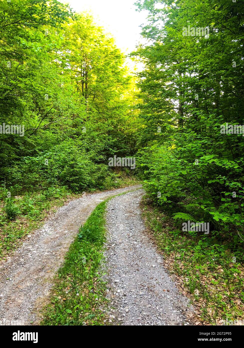 Vertical shot of unpaved pathway amidst tall trees into the woods Stock ...