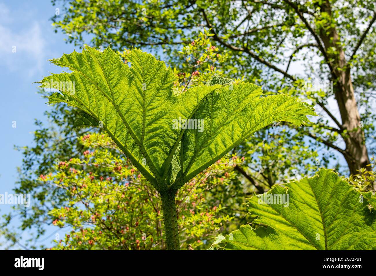 giant plant with big leafs Stock Photo - Alamy