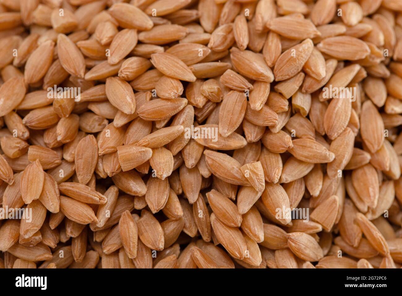 Einkorn hi-res stock photography and images - Alamy