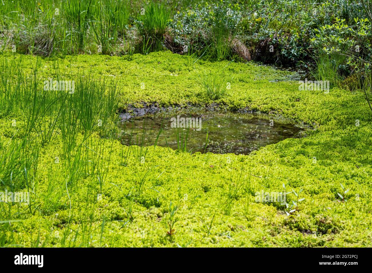 little lake like in marshland Stock Photo - Alamy