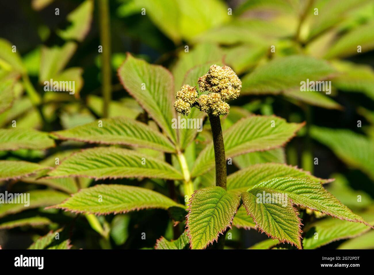 Forb hi-res stock photography and images - Alamy
