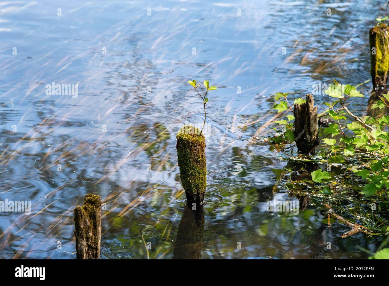 Piles in water hi-res stock photography and images - Alamy