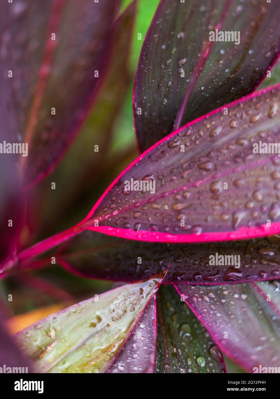 Ground pearl insect hi-res stock photography and images - Alamy