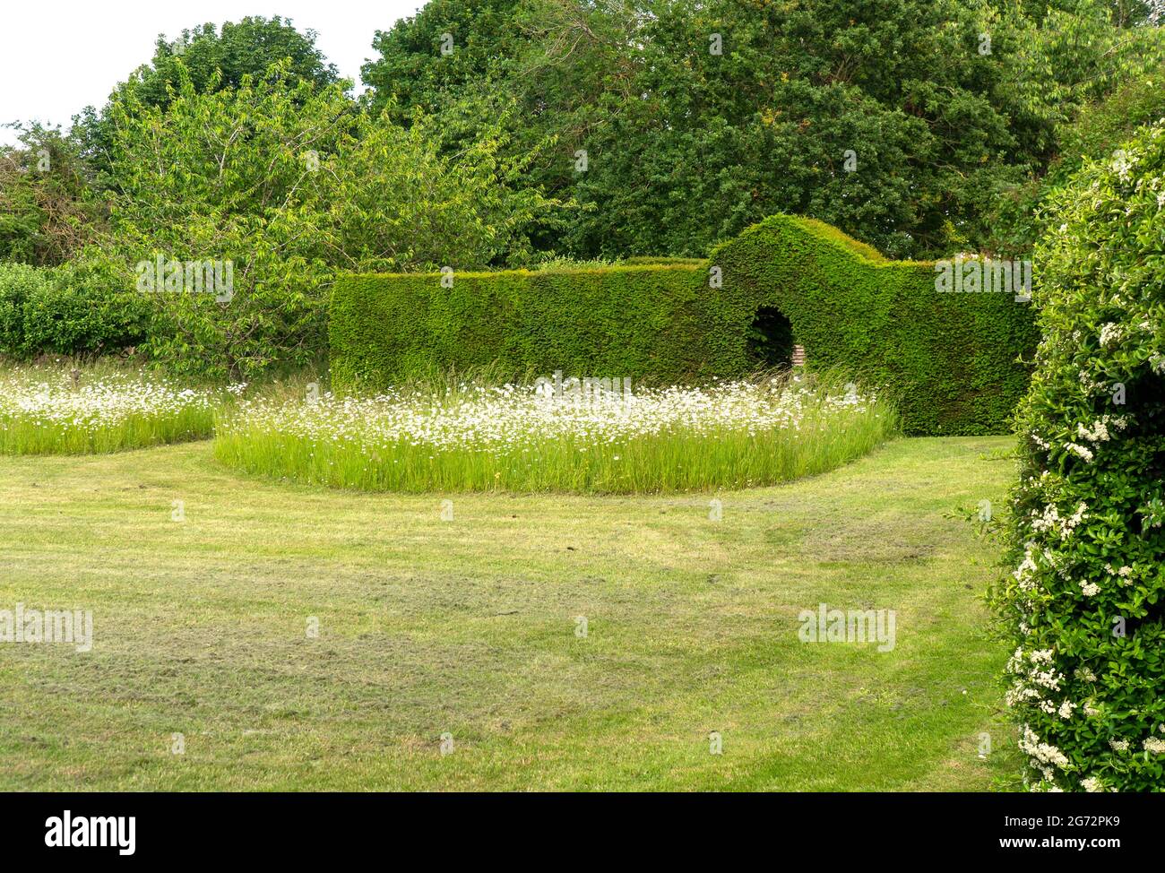 Large grass lawn garden background Stock Photo - Alamy