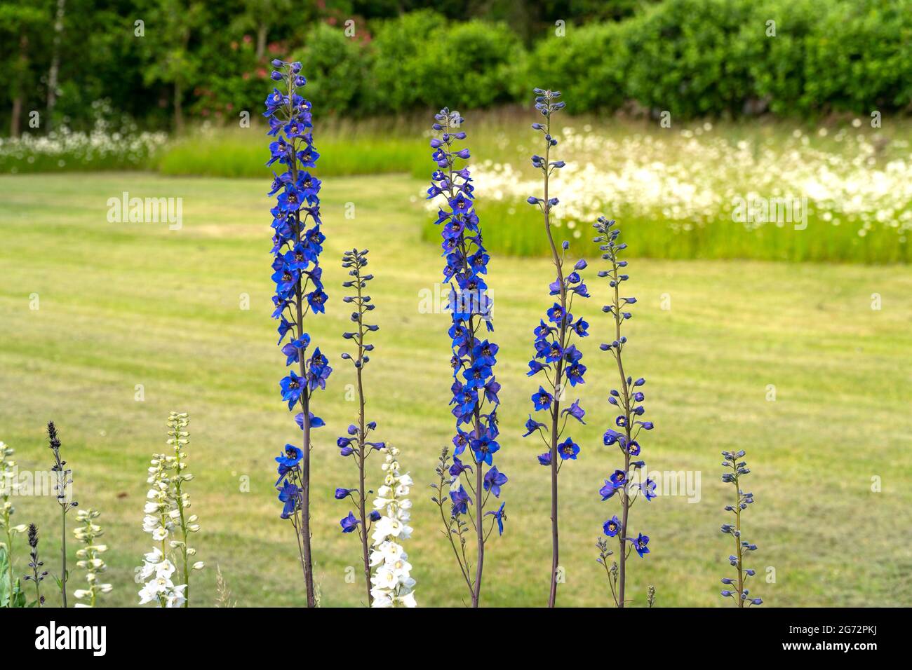 Large grass lawn garden background Stock Photo - Alamy