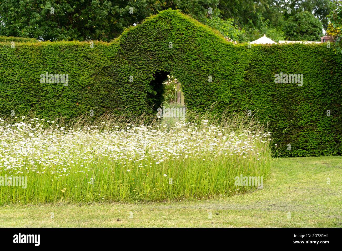 Large grass lawn garden background Stock Photo - Alamy