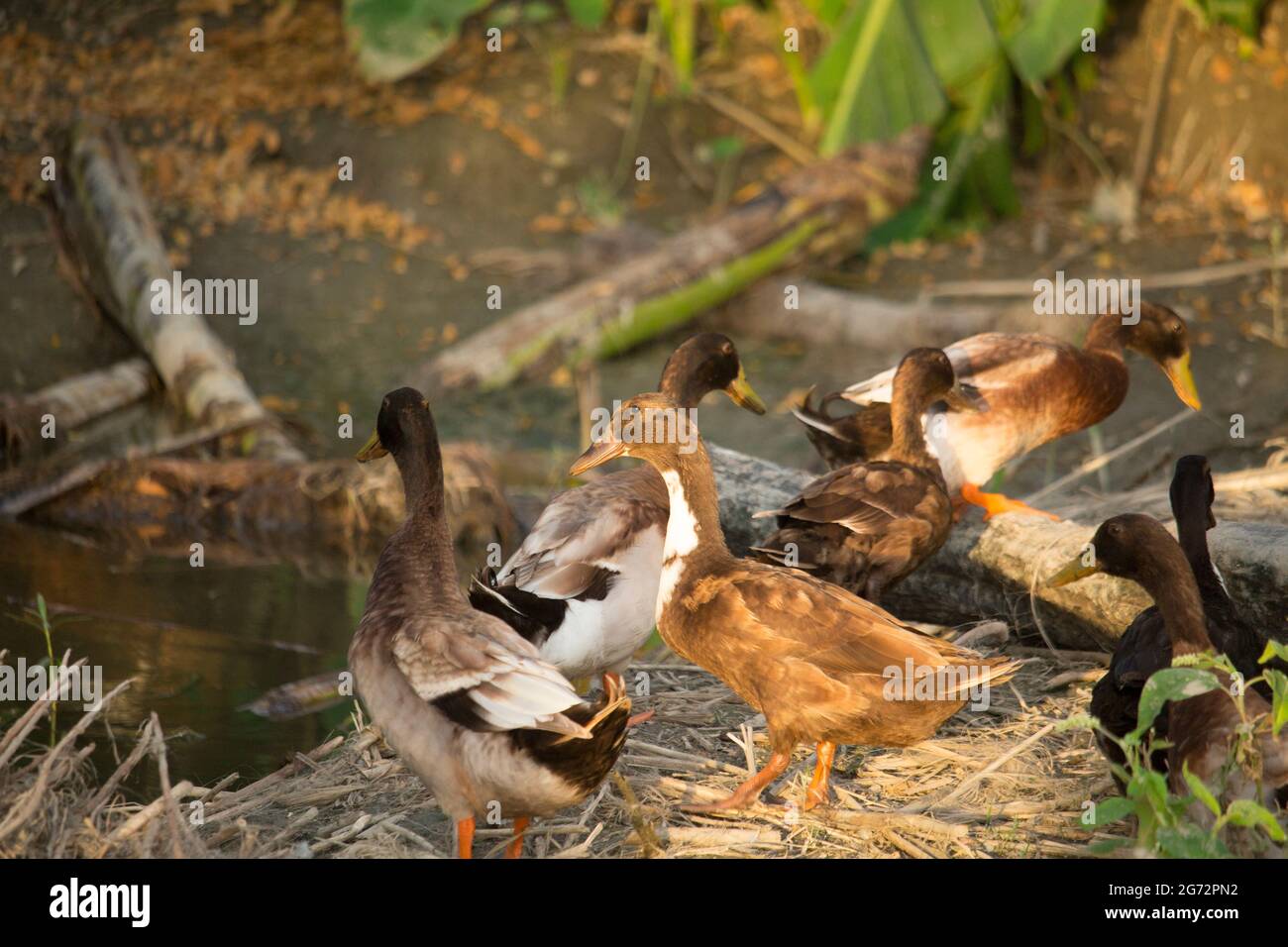 Bangladeshi wildlife hi-res stock photography and images - Alamy