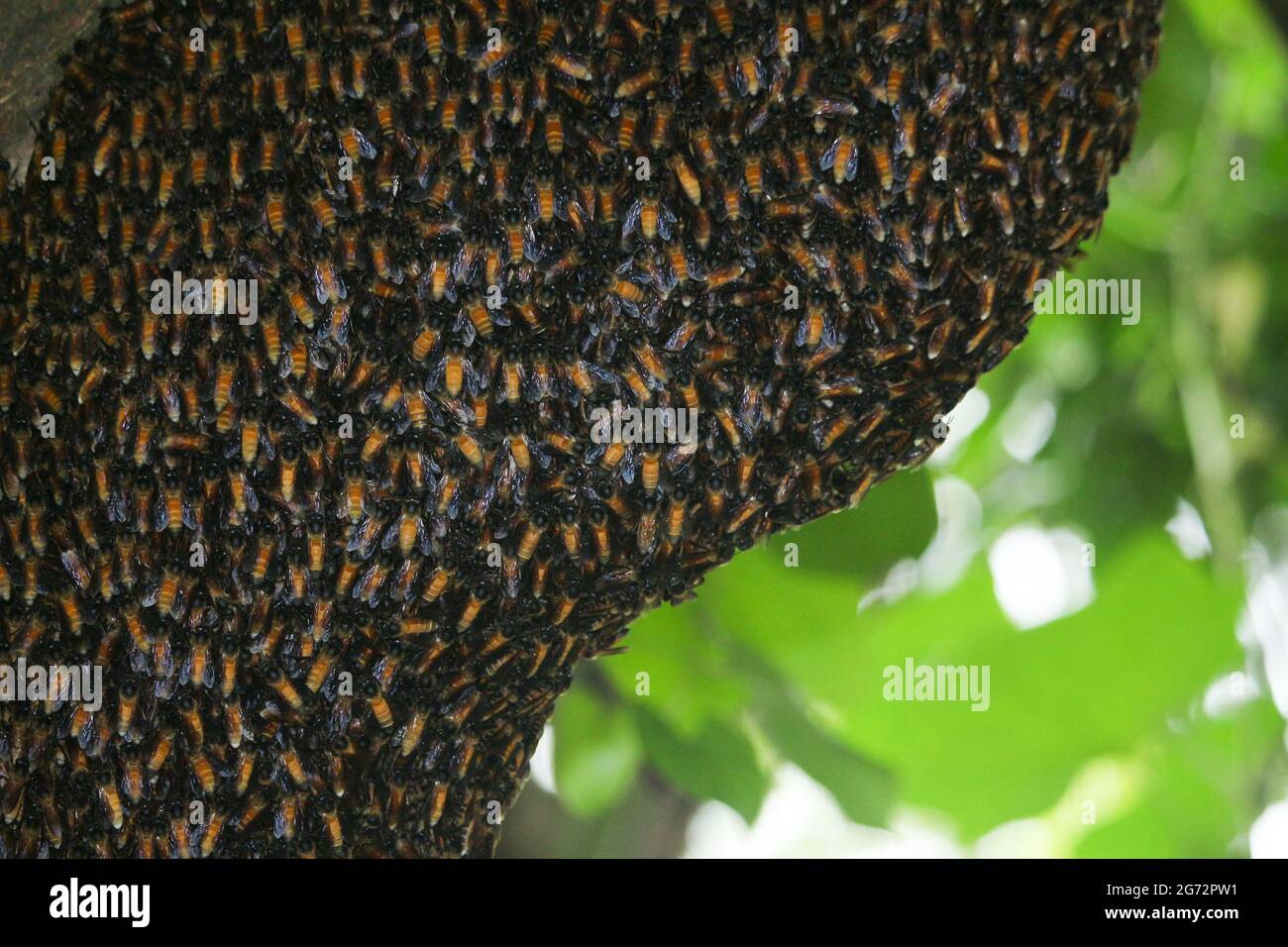 Africanized bee hive hi-res stock photography and images - Alamy