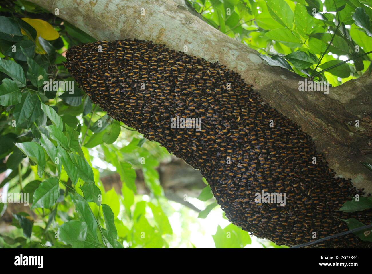 A large beehive on a tree branch Stock Photo - Alamy