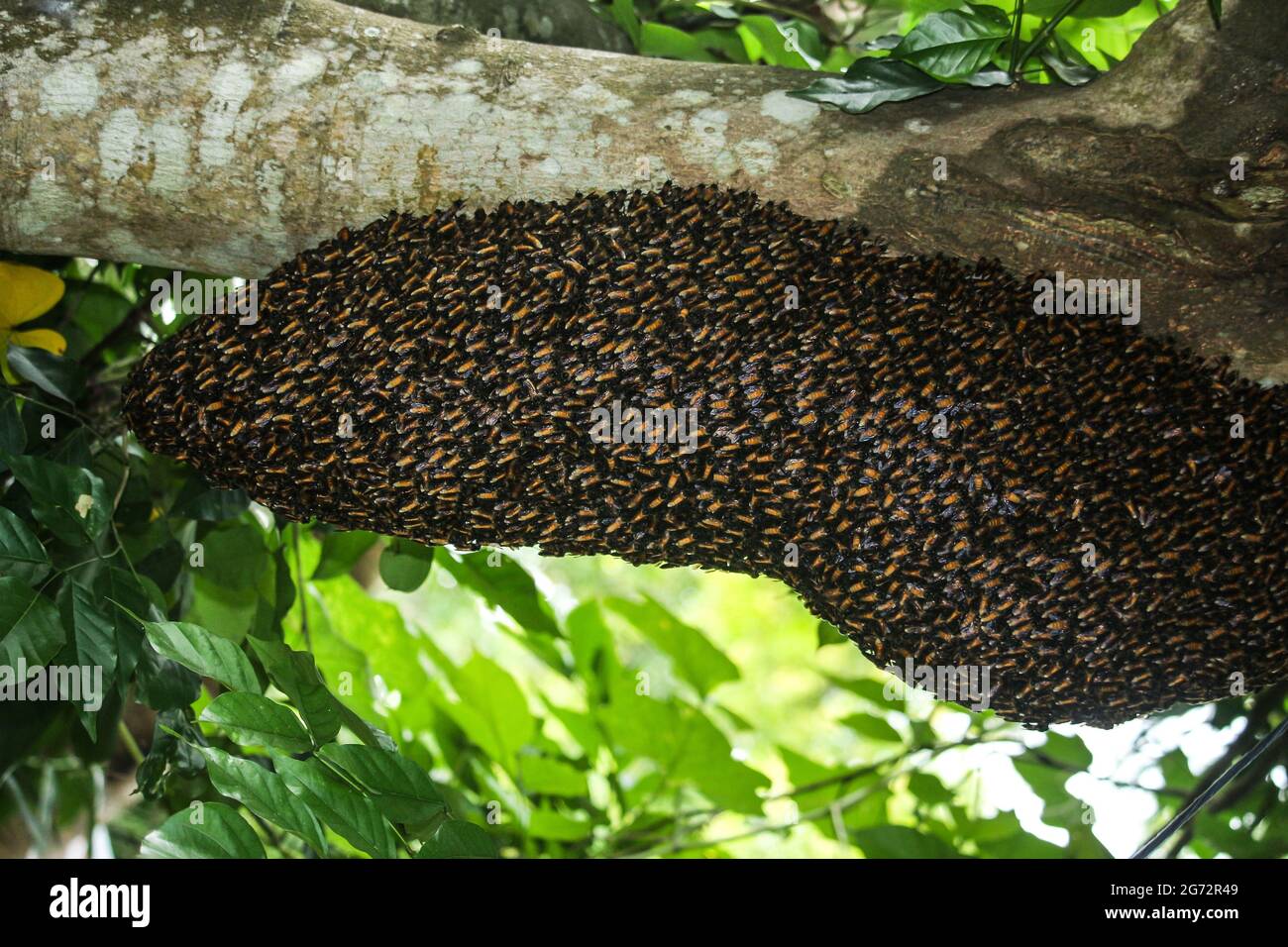 A large bee hive on a tree branch Stock Photo - Alamy