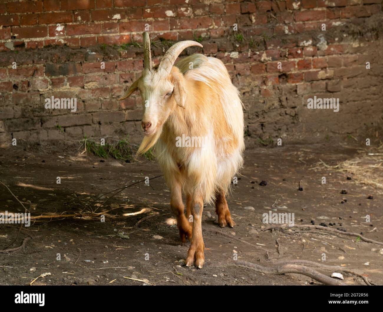 Single bearded goat in a farm Stock Photo - Alamy