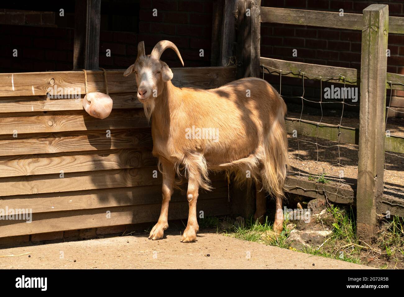 Single bearded goat in a farm Stock Photo - Alamy